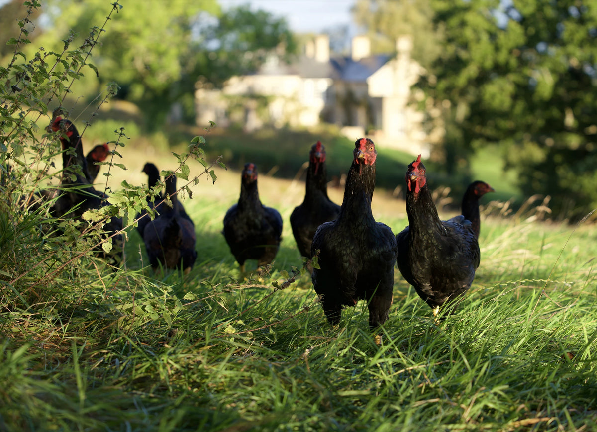 Pasture Raised Chicken – The Aurox Meat Company Ltd