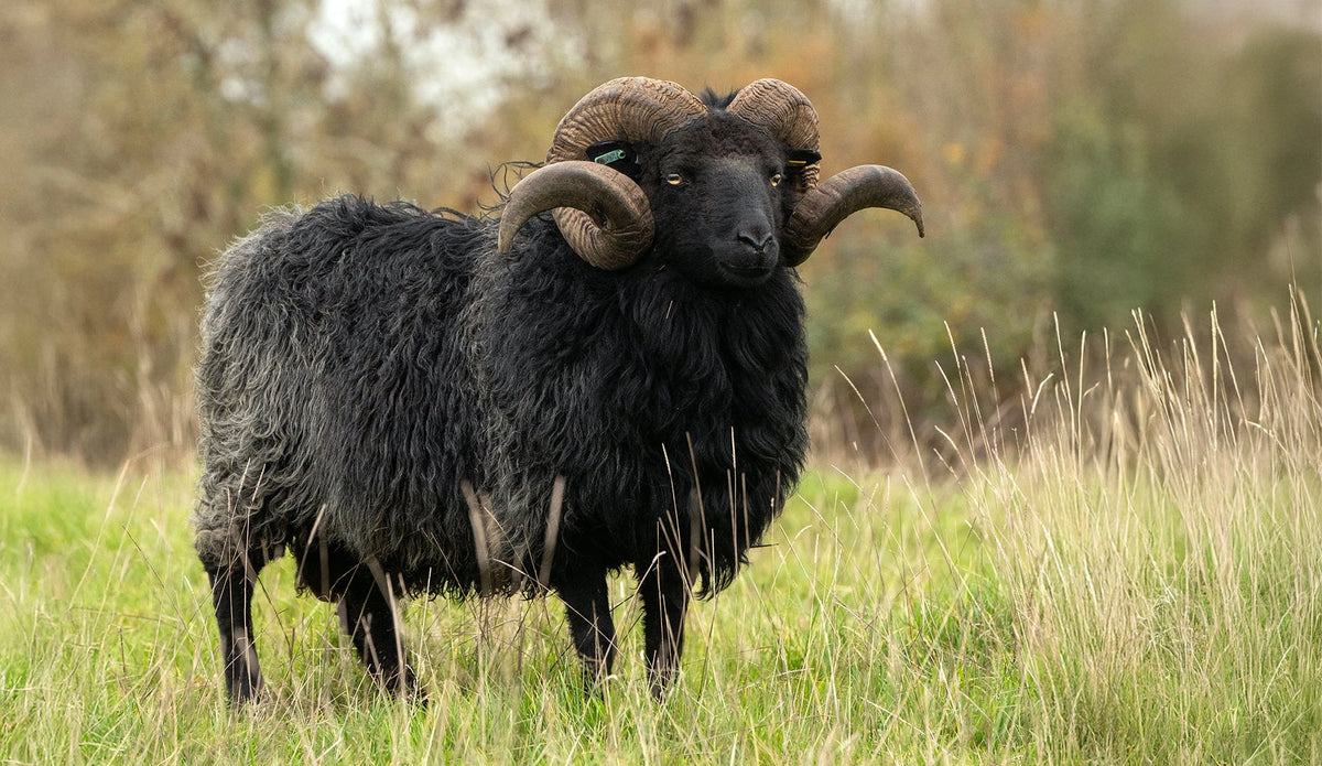 Hebridean Hogget – The Aurox Meat Company Ltd